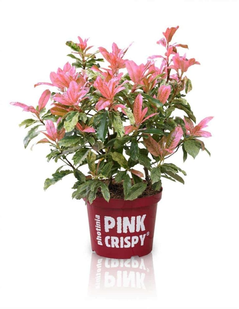 Photinia serratifolia 'Pink Crispy' - Glanzmispel Online kaufen ...