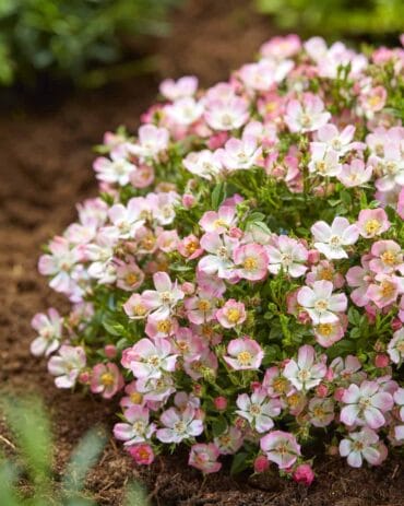 Rosa Cutie Pie - Roos Online Kopen - PlantBezorgd