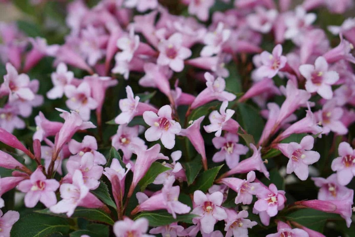 Weigela florida 'Moulin Rouge' (Brigela) - Weigelia online kaufen ...