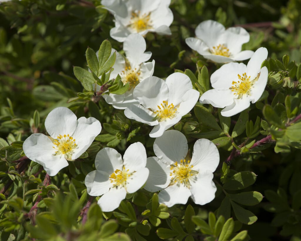Potentilla fruticosa 'Red Ace' - Ganzerik - PlantBezorgd