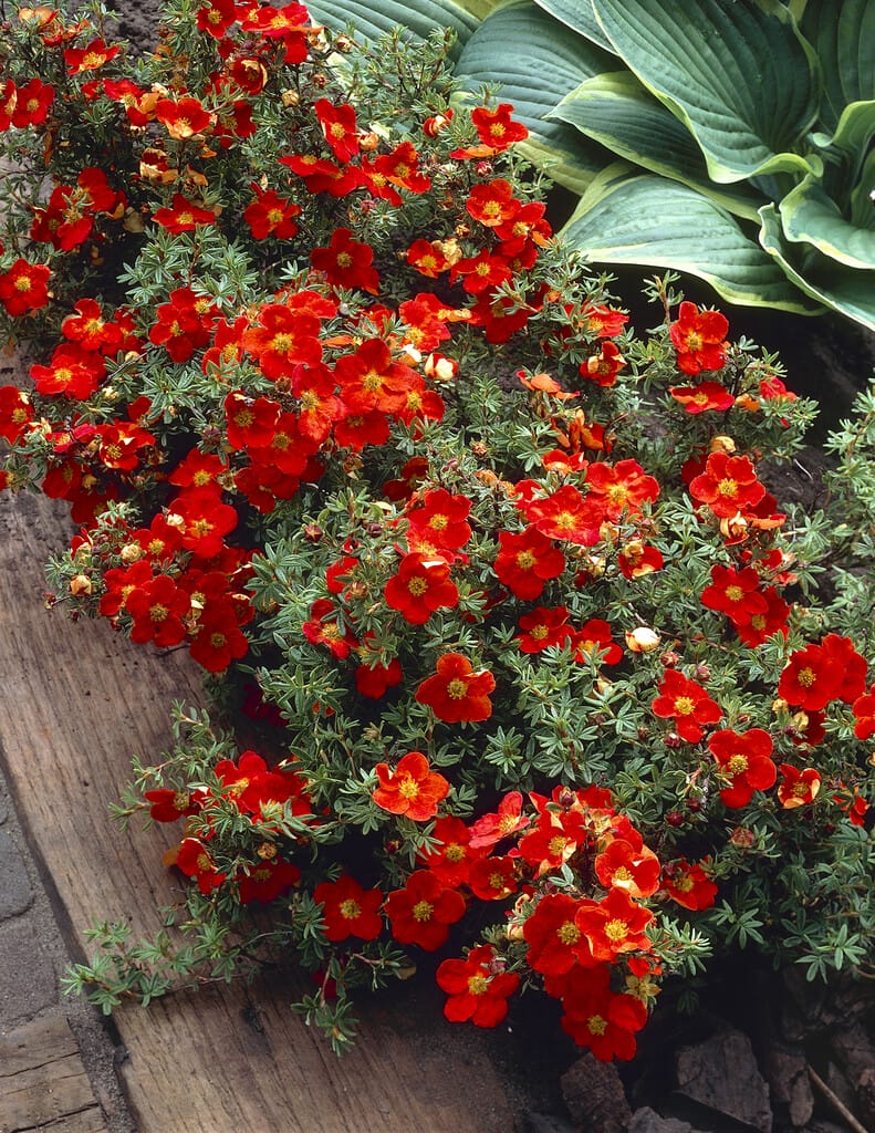 Potentilla fruticosa 'Red Ace' - Ganzerik - PlantBezorgd