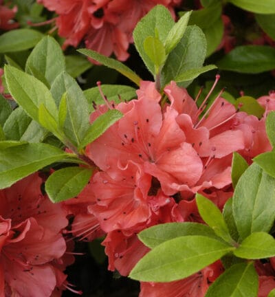Rhododendron 'Geisha Purple' - Japanse Azalea - PlantBezorgd