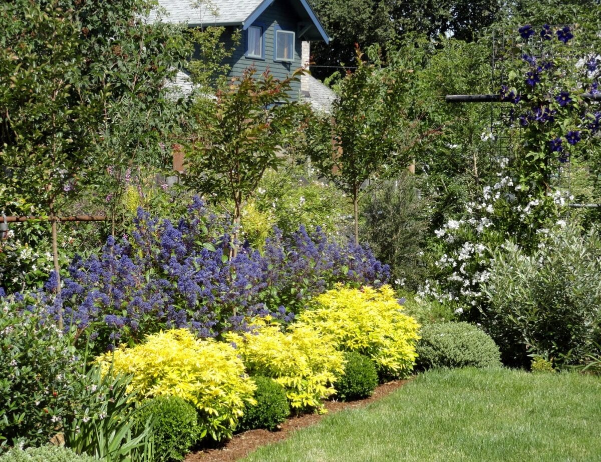 Choisya ternata 'Goldfingers´ - Choisya Online Kopen - PlantBezorgd