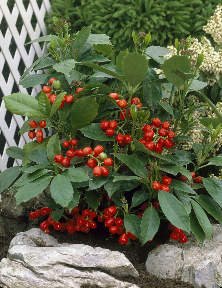 Aucuba japonica 'Rozannie' - Japanse Broodboom Online Kopen - PlantBezorgd