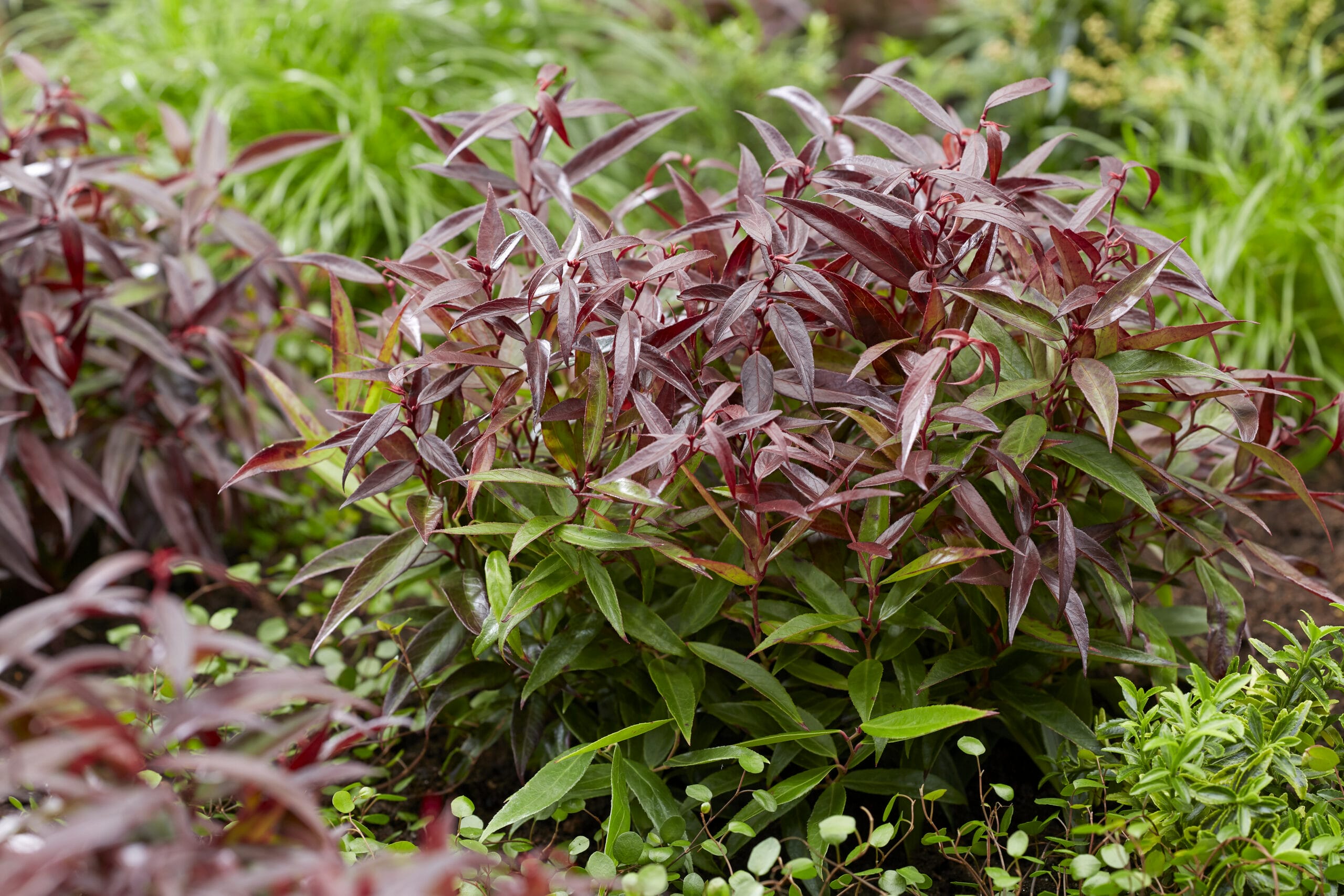 Leucothoe keiskei Burning Love - Druifheide - PlantBezorgd