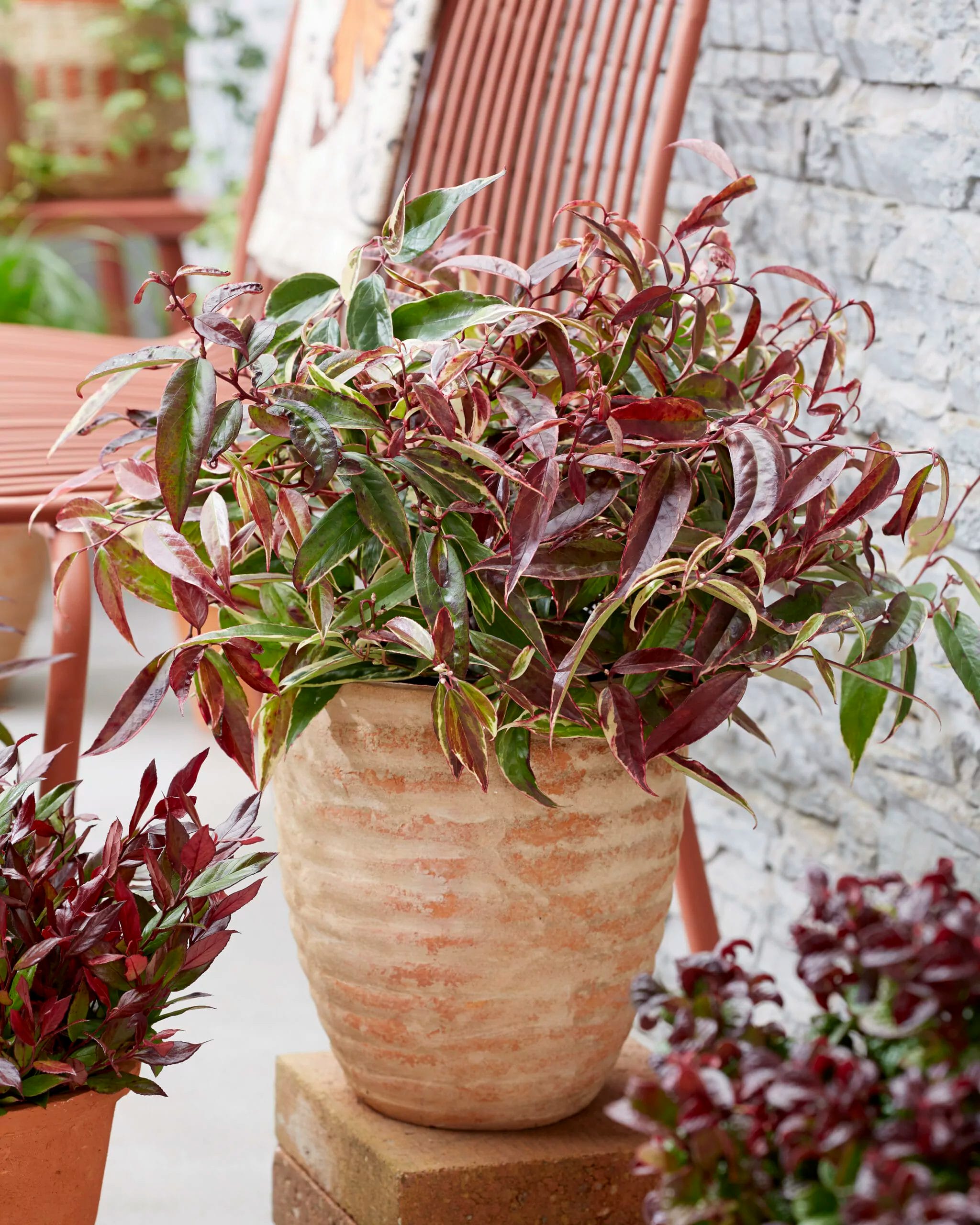 Leucothoe fontanesiana Whitewater ('Howw'PBR) - Druifheide - PlantBezorgd
