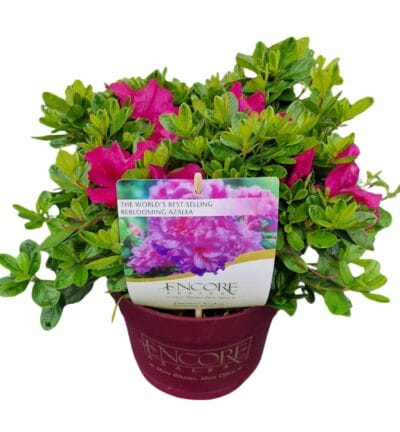 Rhododendron ENCORE® 'Autumn Fire' - Azalee online kaufen - PlantBezorgd