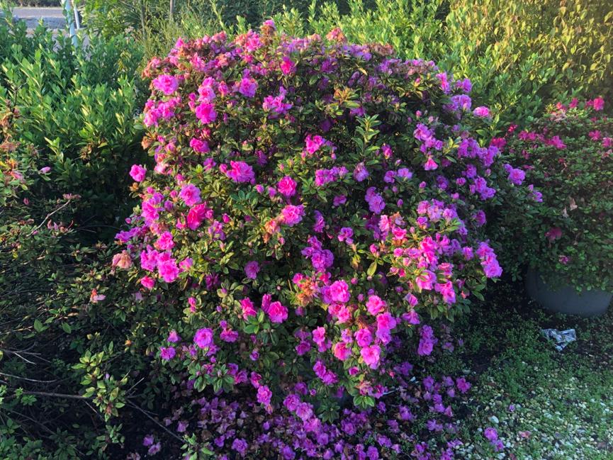 Rhododendron ENCORE® 'Autumn Majesty' - Azalea - PlantBezorgd