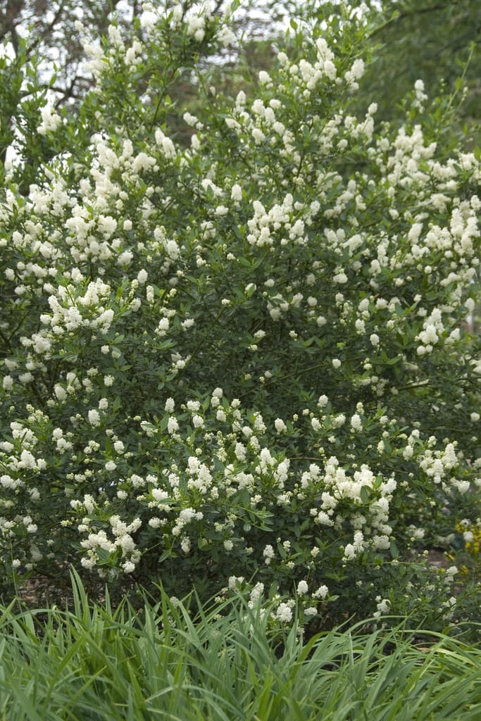 Ceanothus thyrsiflorus 'Millerton Point' - Amerikaanse Sering Online ...