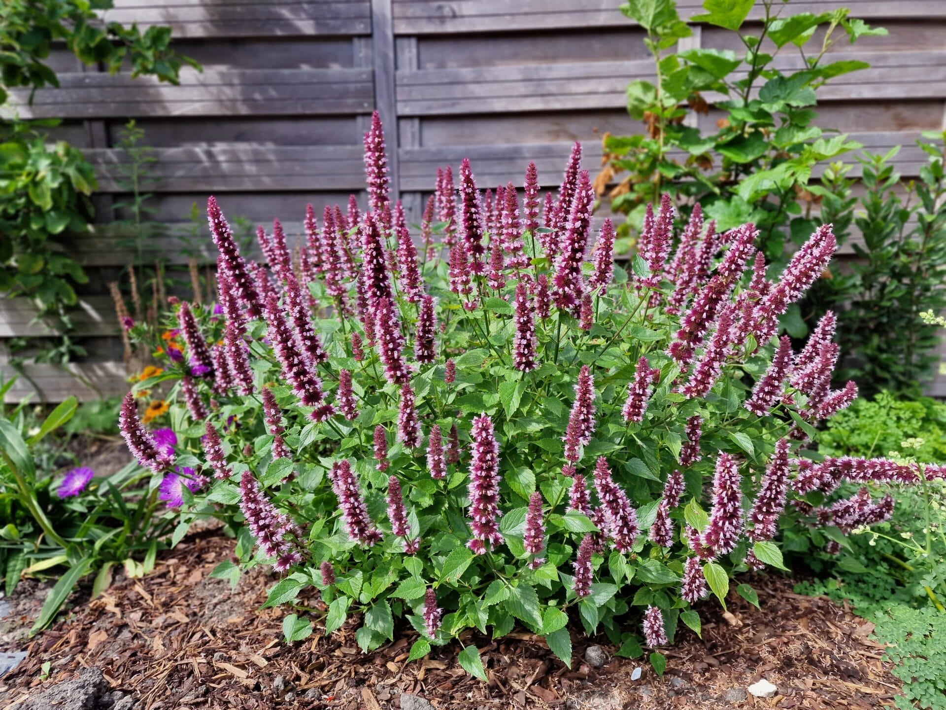 Agastache Beelicious® Pink - Dropplant Online Kopen - PlantBezorgd