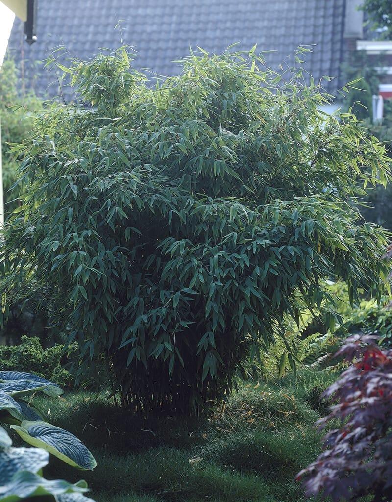 Fargesia murieliae 'Panda' - Niet-woekerende bamboe Online Kopen ...