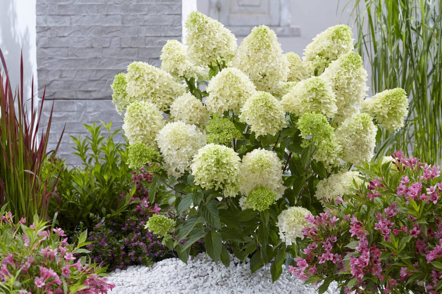Hydrangea paniculata 'Skyfall' - Hortensia Online Kopen - PlantBezorgd