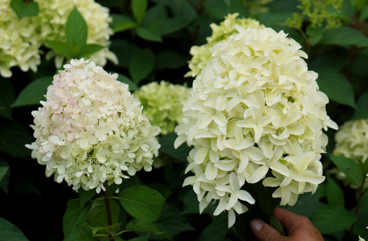 Hydrangea paniculata 'Skyfall' - Hortensia Online Kopen - PlantBezorgd