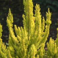 Erica arborea 'Estrella Gold' - Winterheide Online Kopen - PlantBezorgd