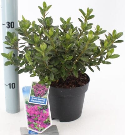 Rhododendron 'Geisha Red' - Japanse Azalea Online Kopen - PlantBezorgd