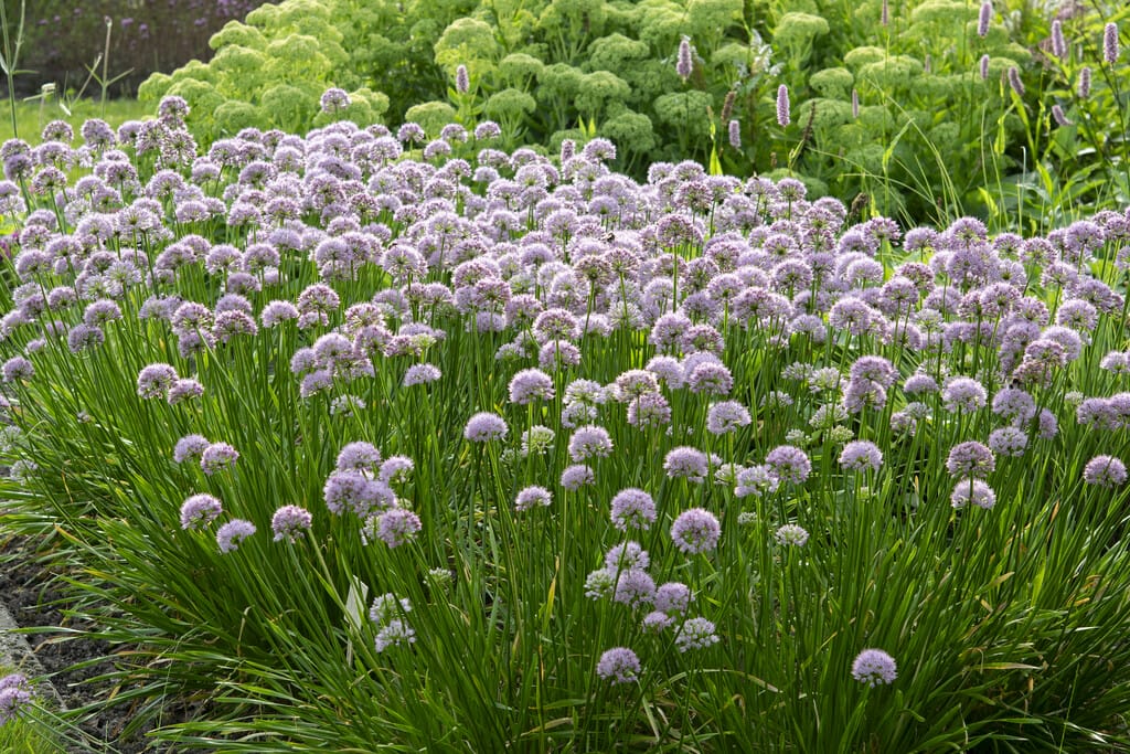 Allium 'Millenium' - Sierui Online Kopen - PlantBezorgd