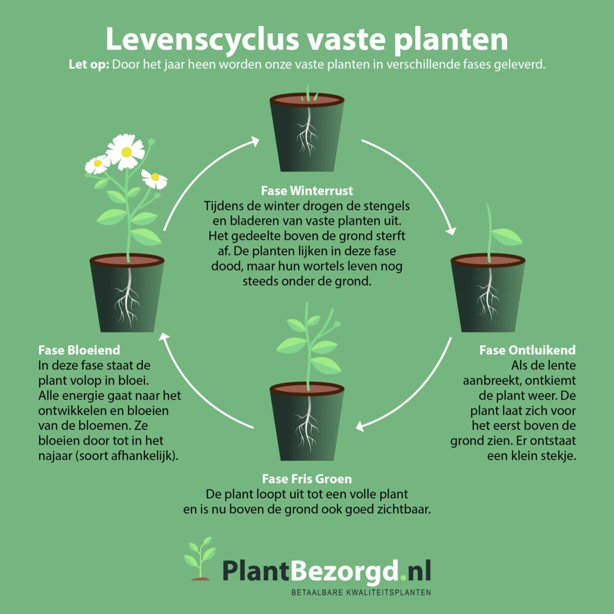 Lonicera japonica 'Halliana' - Japanisches Geißblatt online kaufen ...