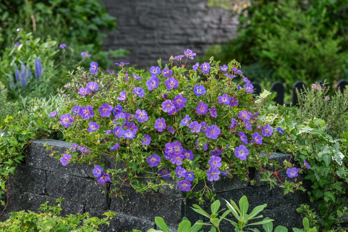 Geranium 'Azure Rush' - Ooievaarsbek Online Kopen - PlantBezorgd