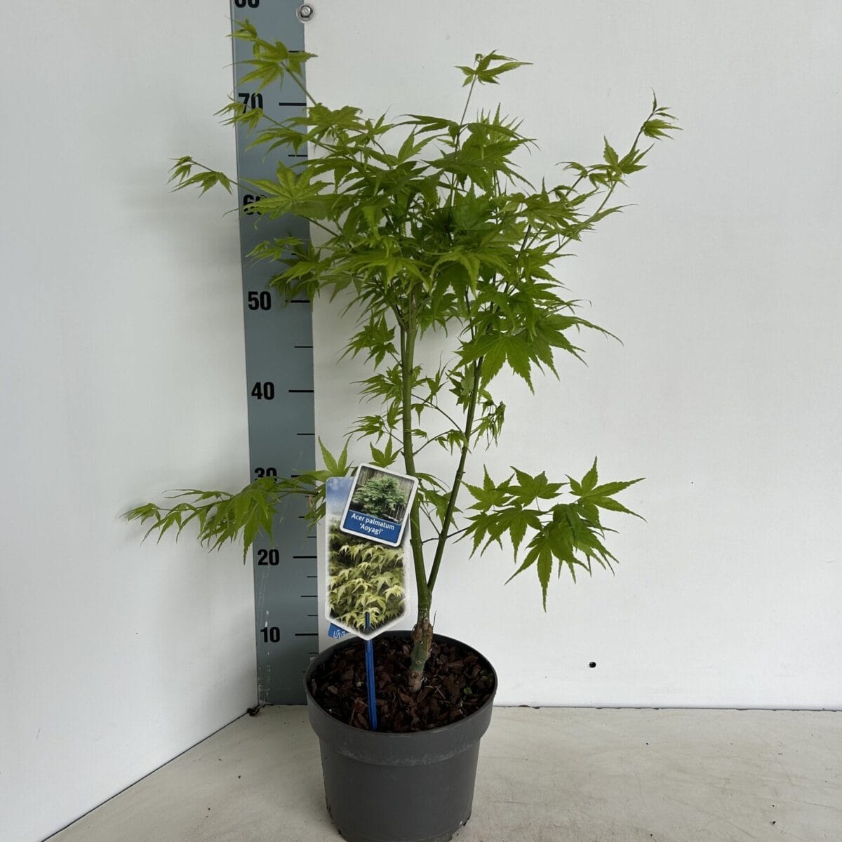 Acer palmatum 'Aoyagi' - Japanse Esdoorn Online Kopen - PlantBezorgd